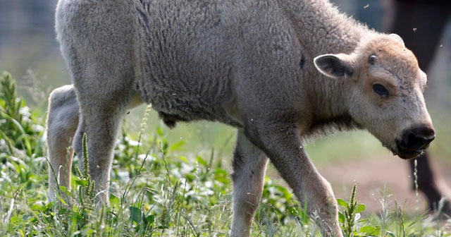 Hundreds celebrate rare white bison at Conn. farm - CBS News