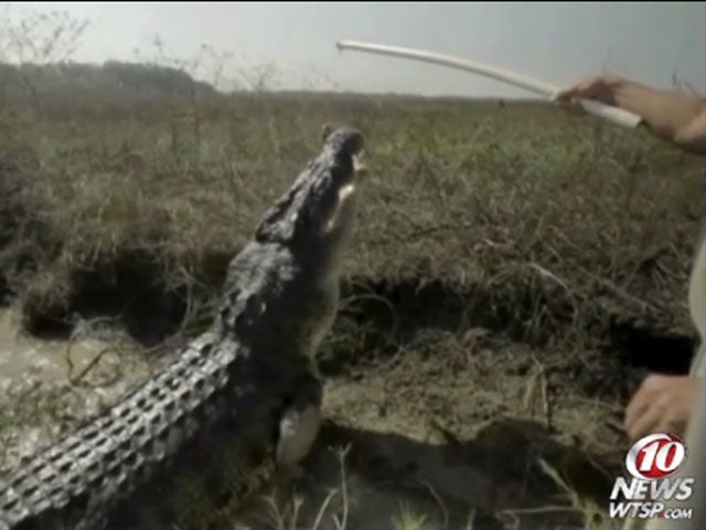 Gator raid: Fla. man attacked by alligator gets charged with crime, too ...