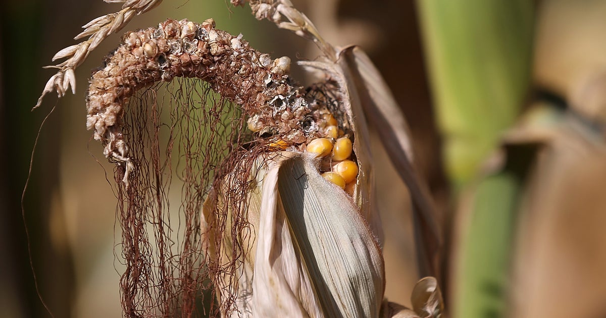 Drought taking toll on corn crops, and prices - CBS News