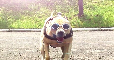Extreme sports and cute come together in the form of this "super dog ...