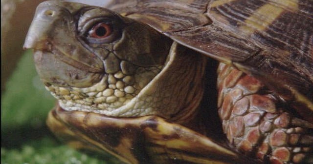 Turtle taped to balloons floats over Calif. city - CBS News