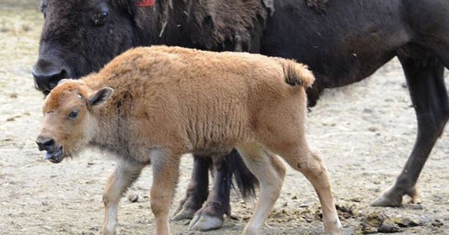 Baby bison born via embryo transfer may boost species recovery - CBS News