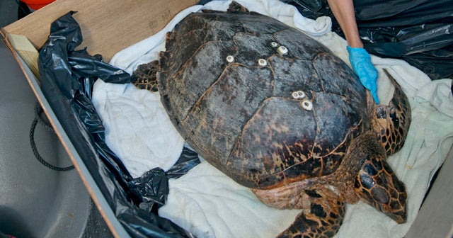 Endangered sea turtle in Fla. Keys for care - CBS News