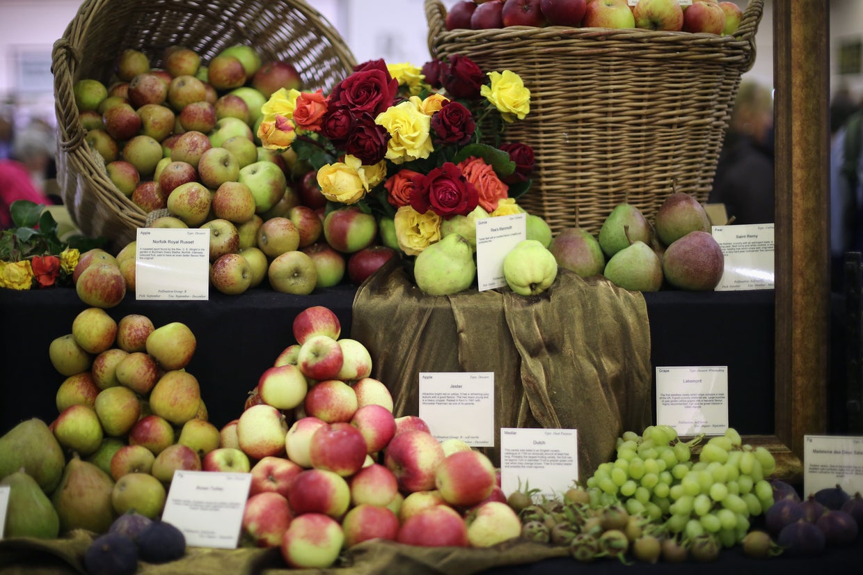 Giant vegetables from UK festival