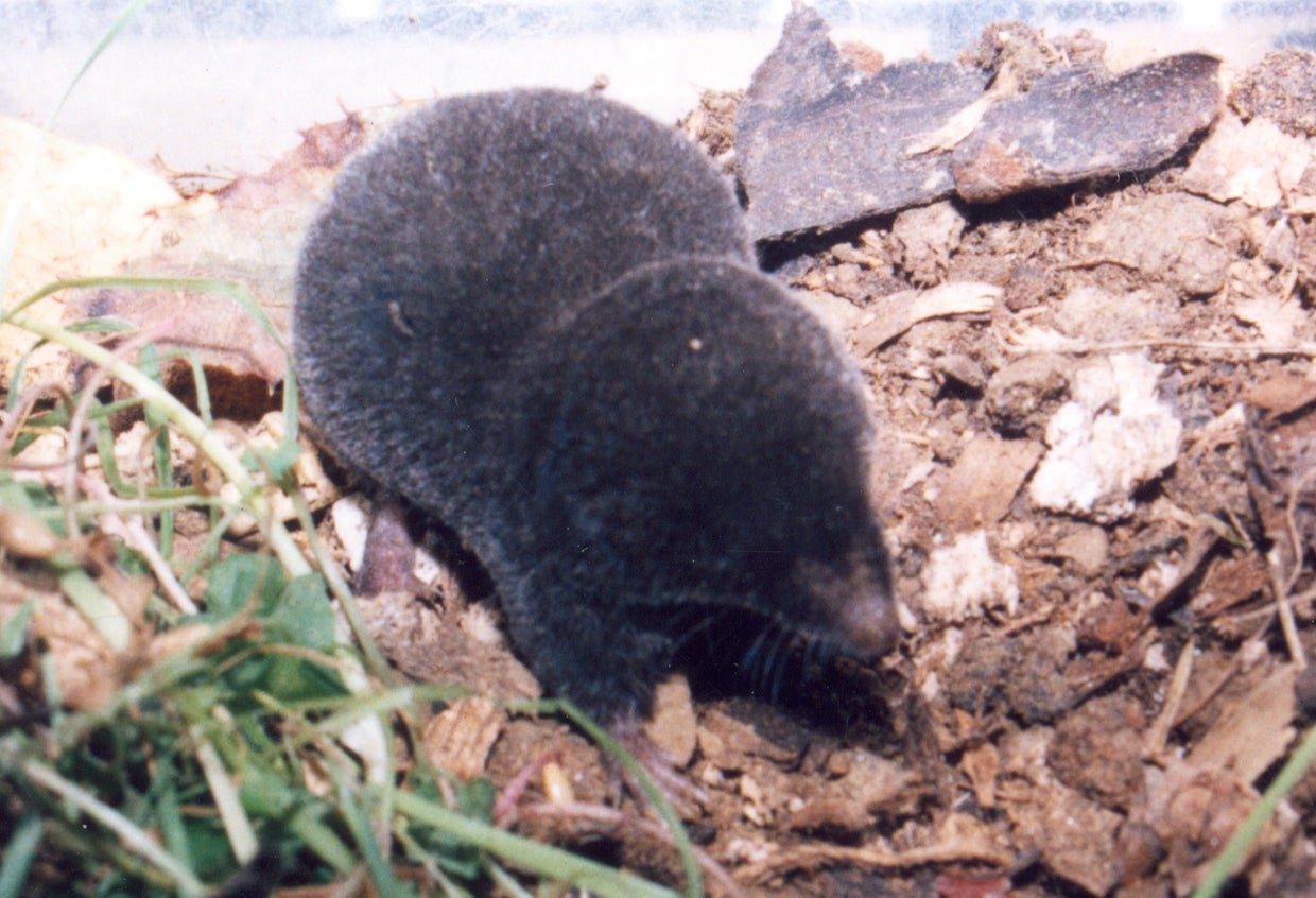 Species closest to extinction