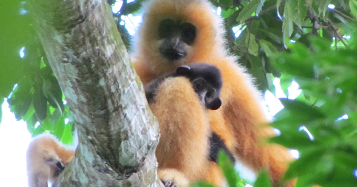 Species closest to extinction