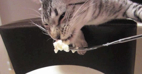 Two videos of cats doing very bizarre things (with special bonus ...
