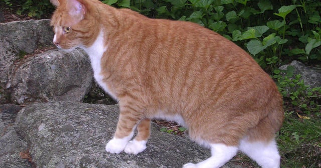 Scientists unlock the mystery of cats' stripes - CBS News