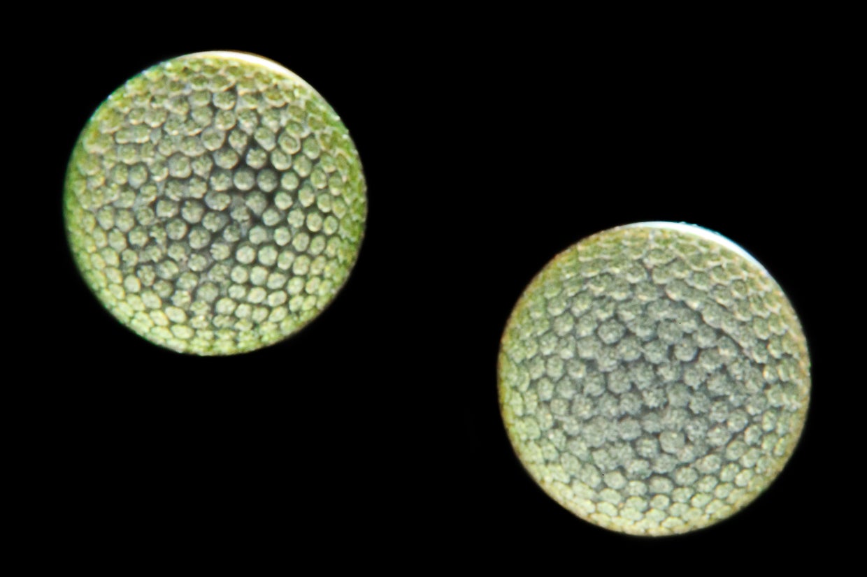 New species of plankton discovered