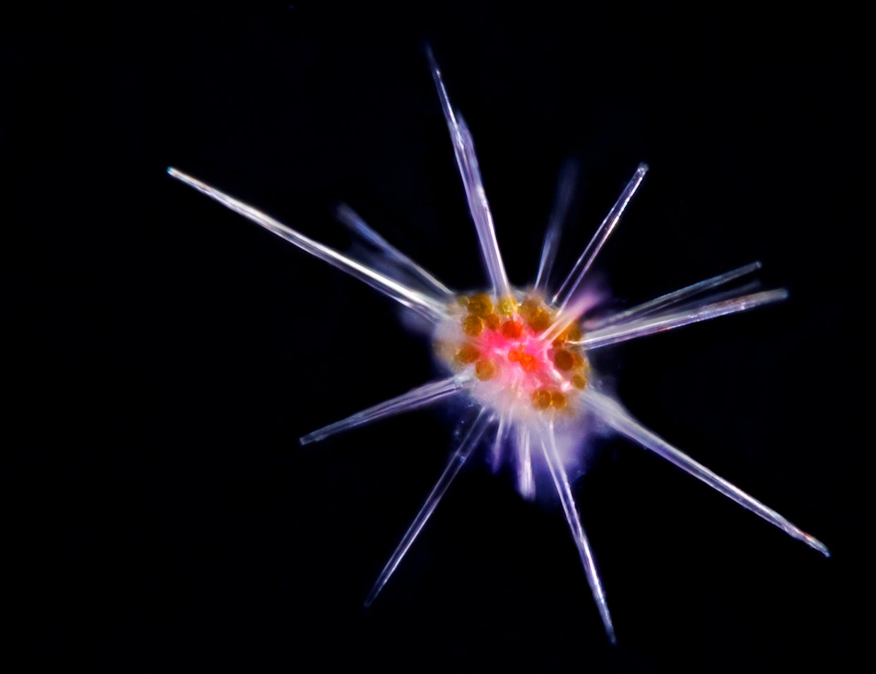 New species of plankton discovered