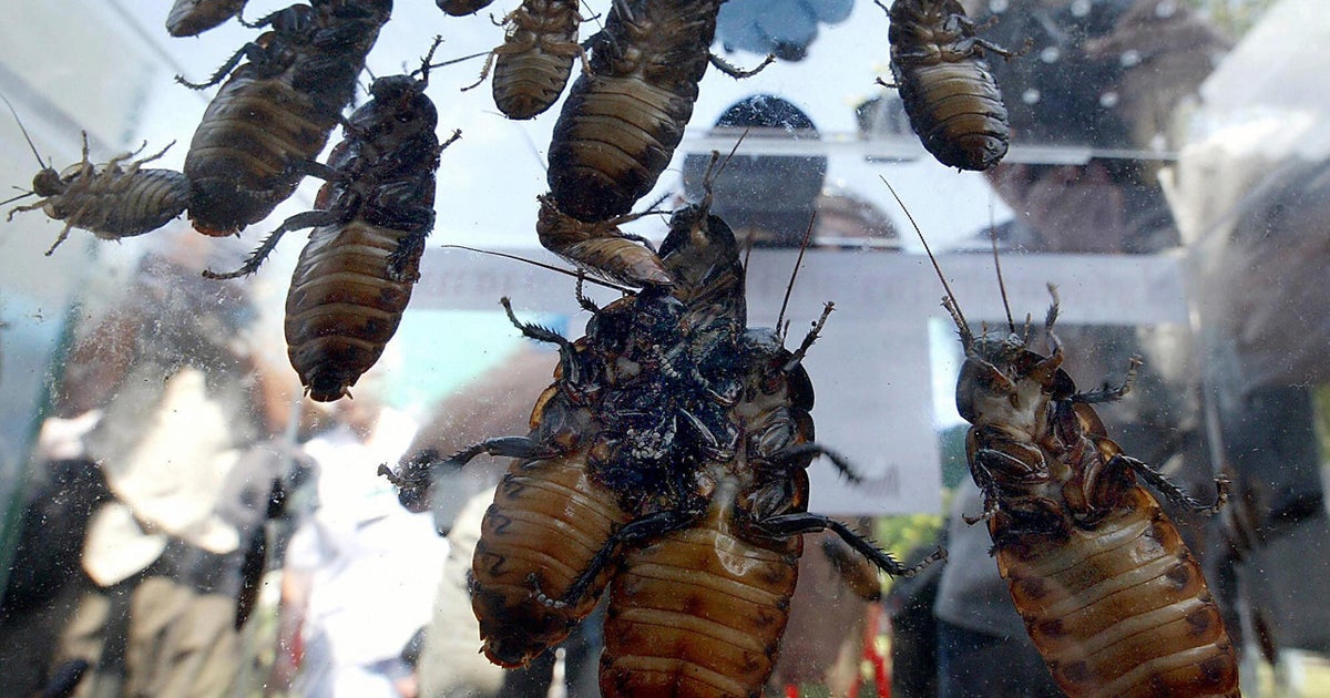 Fla. bug-eating contest winner dies afterwards - CBS News
