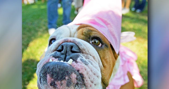 Spooky pets in Halloween costumes