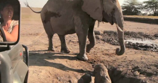 Watch a baby elephant get rescued from a well (using a rope and a Land ...