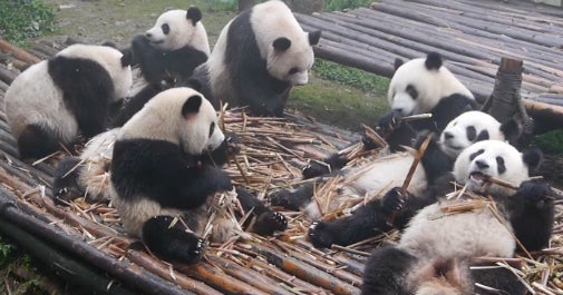 Some pandas eating breakfast to brighten your day - CBS News