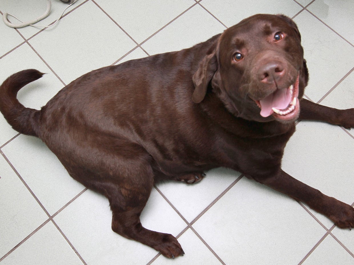 Pet weight loss contest: Before and after