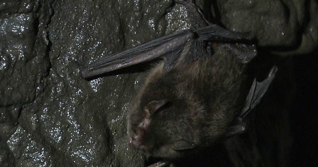 Scientists build cave to help save bats - CBS News