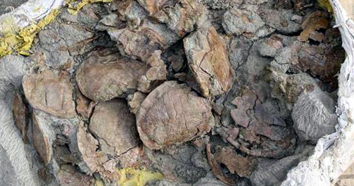 Jurassic turtle graveyard found in China - CBS News