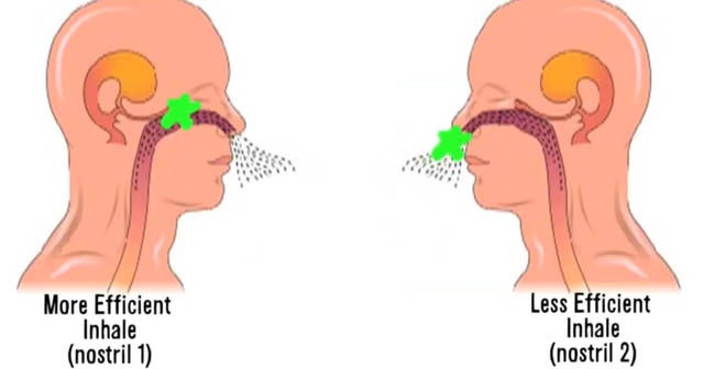 Watch: Why do humans have two nostrils? - CBS News