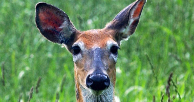 Deer rescuers could go to jail - CBS News