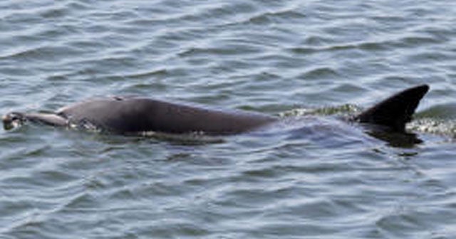 Dolphin-assisted birth: Nice, or nuts? - CBS News