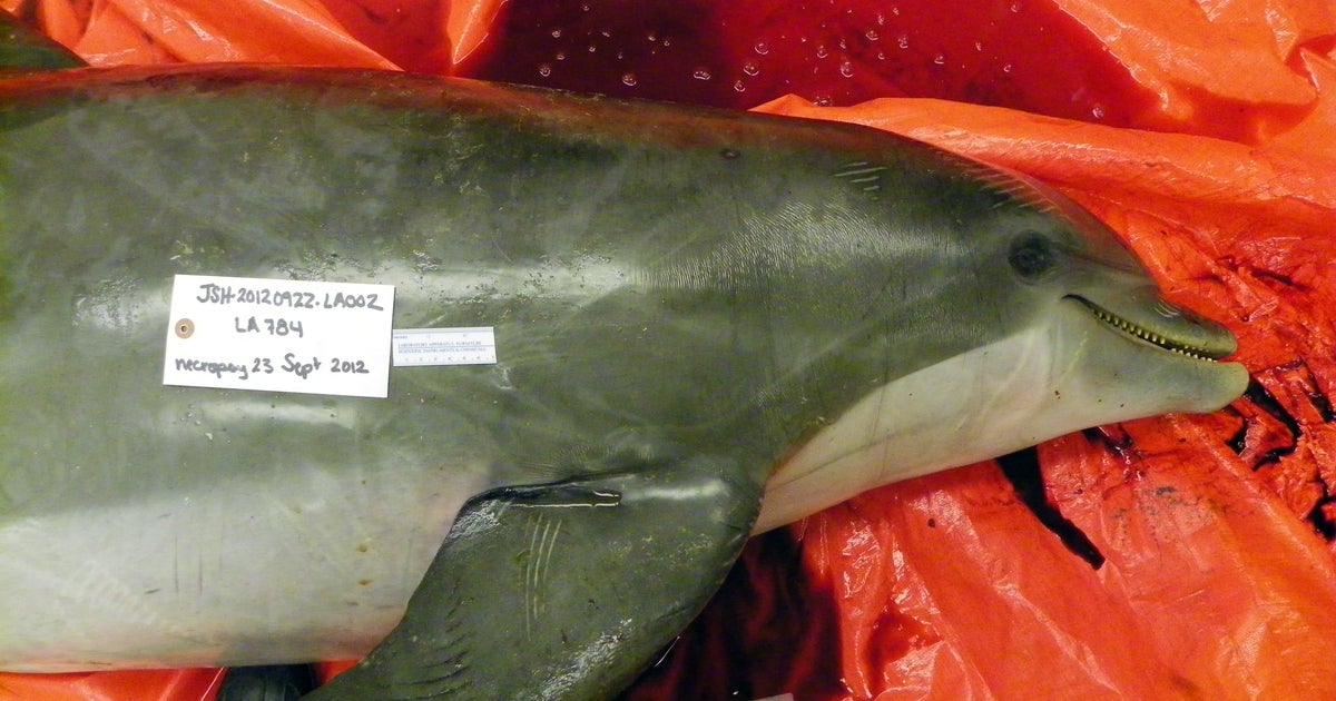 Scientists puzzled by dolphins washing ashore with bullet wounds and ...
