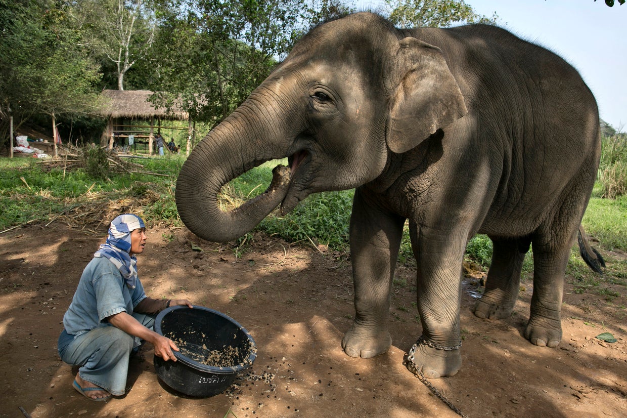 Pricey elephant poop coffee