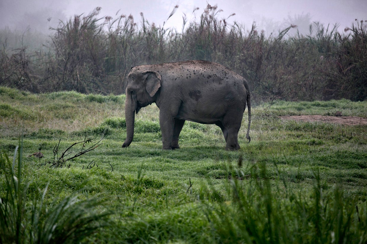 Pricey elephant poop coffee