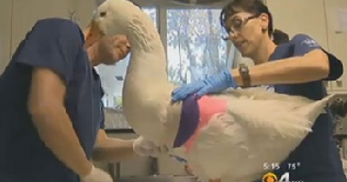 Geese shot with arrows in South Florida, one dies - CBS News
