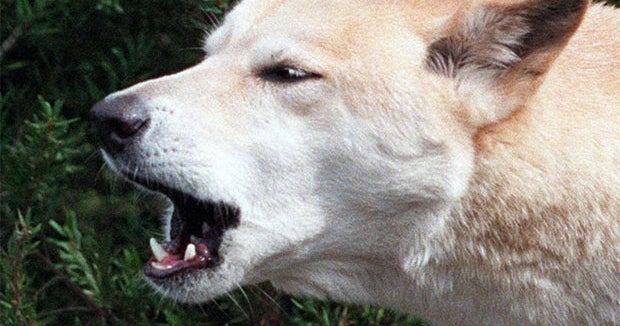 Mexican officials: Wild dogs mauled, killed four in park - CBS News