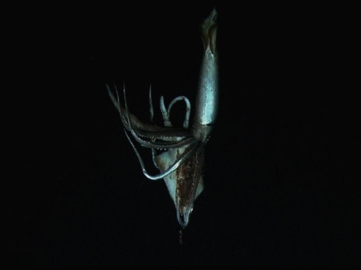 Giant squid filmed alive in deep sea for first time - CBS News