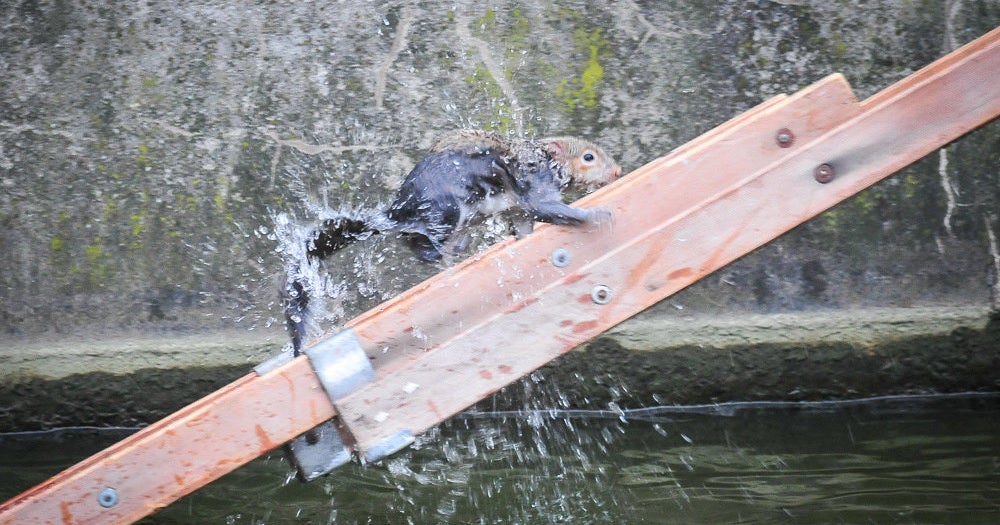 15 U.K. firefighters rush to squirrel's rescue - CBS News