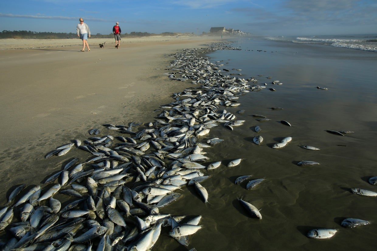 Thousands of dead fish wash ashore in S.C.