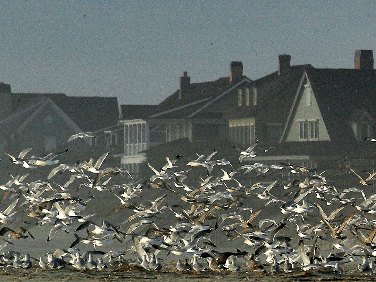 Thousands of dead fish wash ashore in S.C.