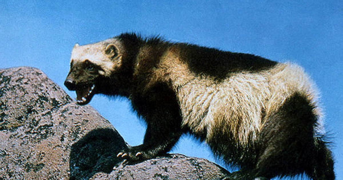 Wolverines may be listed as endangered - CBS News