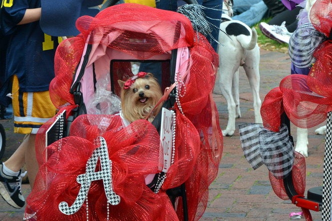 Mardi Gras dog parade