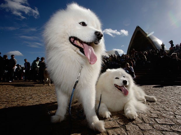 Westminster Dog Show: The big-money breeds
