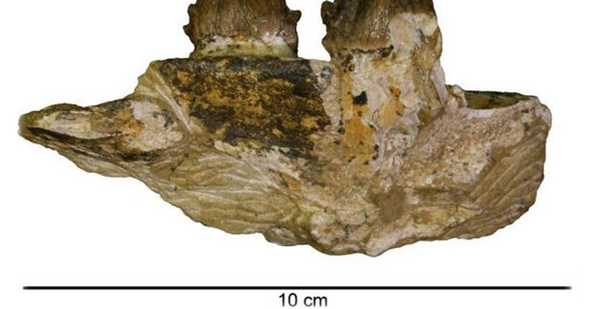 Ancient whale fossils unearthed by road construction - CBS News