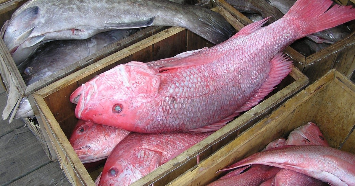 Something fishy on your plate: Study finds rampant mislabeling of ...