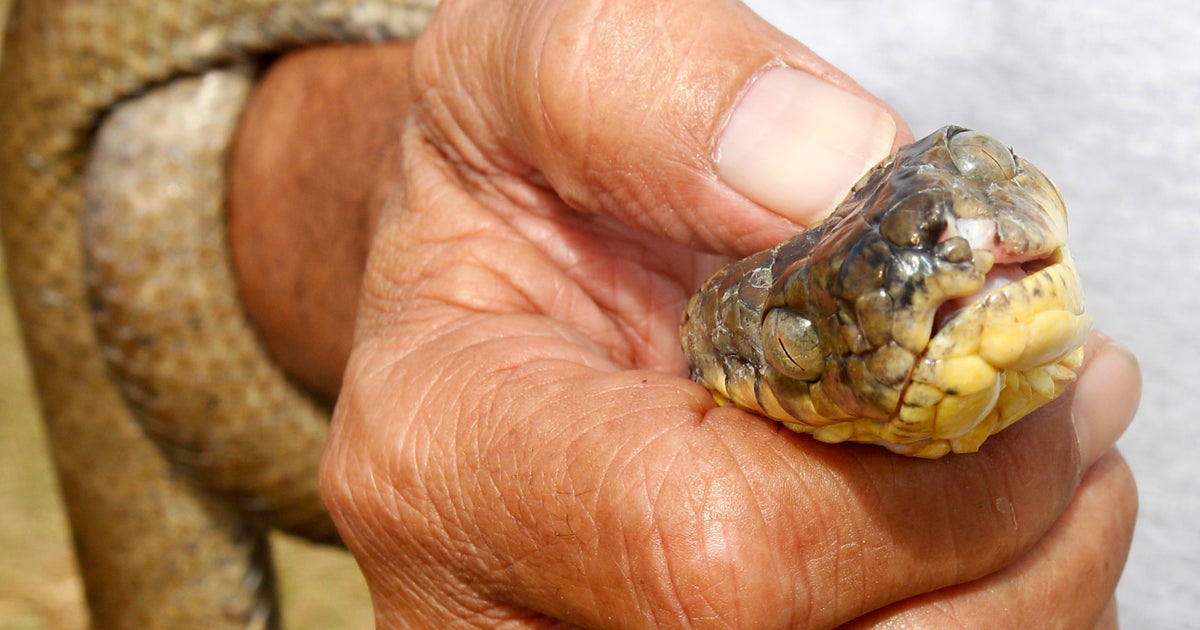 U.S. weapon against venomous Guam snakes: Air-dropping toxic mice - CBS ...