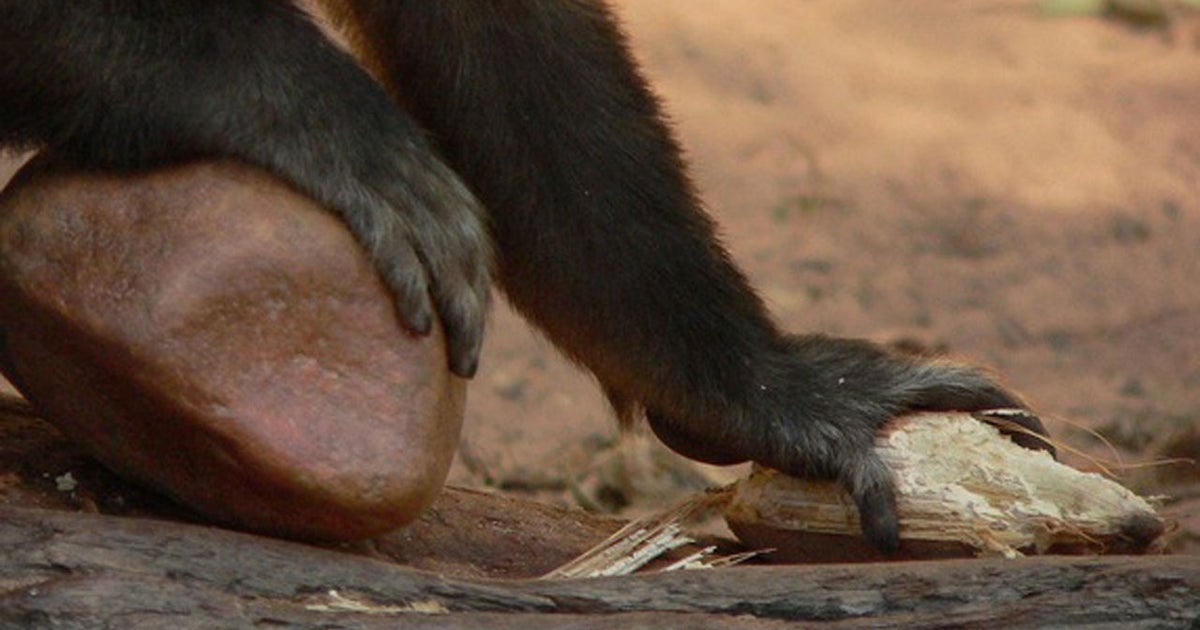 Nut-cracking monkeys show humanlike skills - CBS News