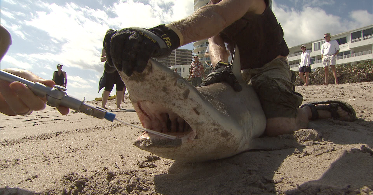 It's straight to the shark's mouth for treatment to aid bite victims ...