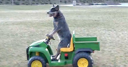 A dog driving a cart can help offset any slow day - CBS News