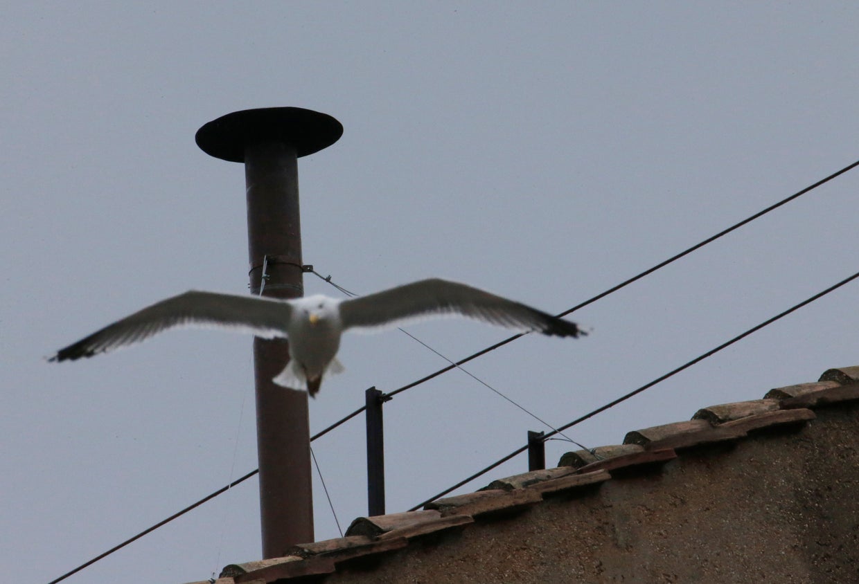 Sistine Sea Gull: Joke or symbolism? - CBS News