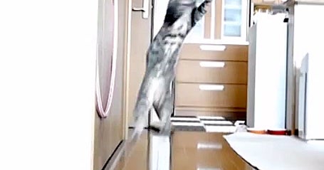 "Goalkeeper Cat" should definitely go professional - CBS News