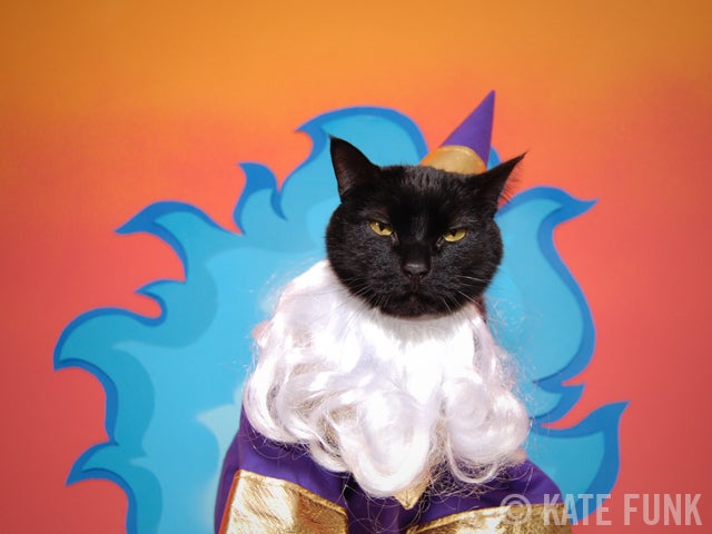 The many personas of AC the cat