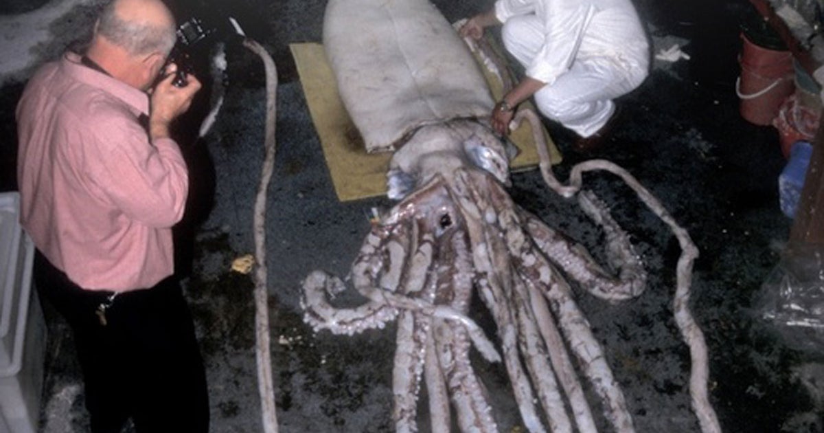 Giant squid all one big, happy family - CBS News