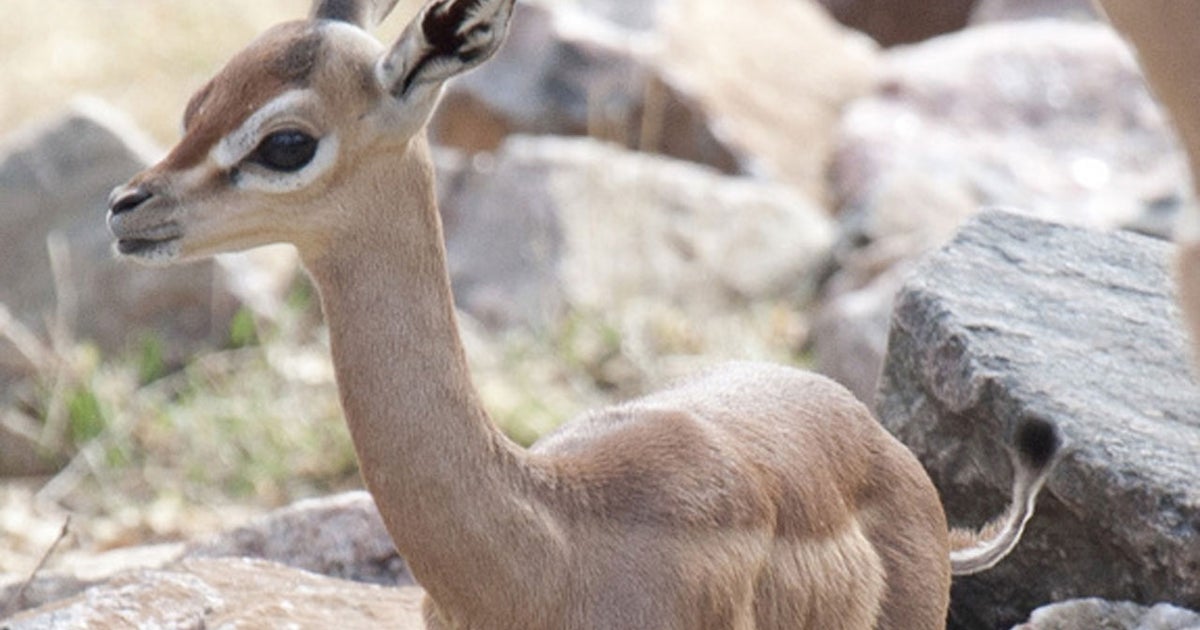 Gangly gerenuk born at Denver zoo - CBS News