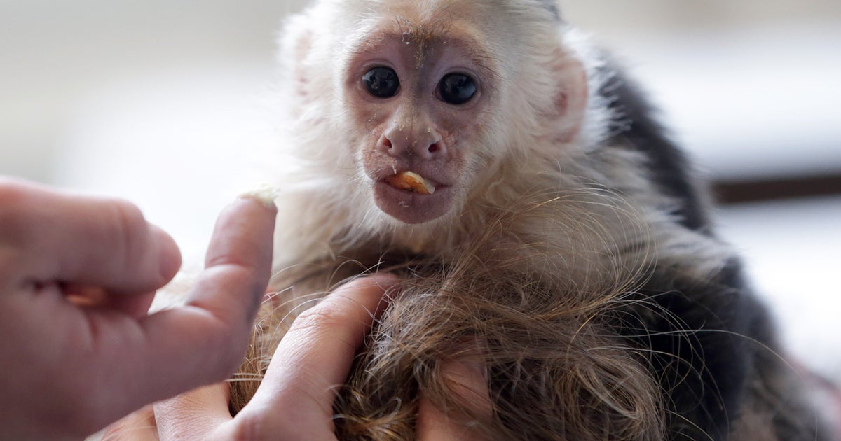 Justin Bieber's pet monkey "Mally" gets new home at German wildlife ...