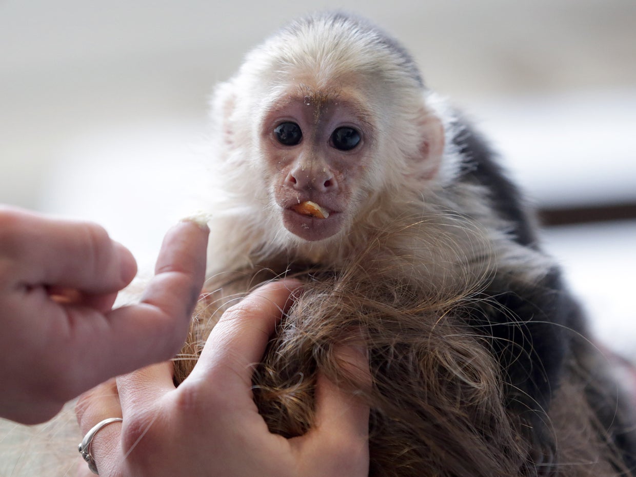 Justin Bieber given four weeks to pick up quarantined pet monkey - CBS News