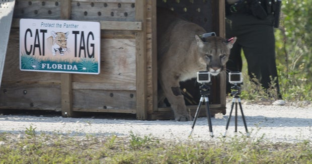 "Picture perfect": Rare Florida panther released back into the wild ...